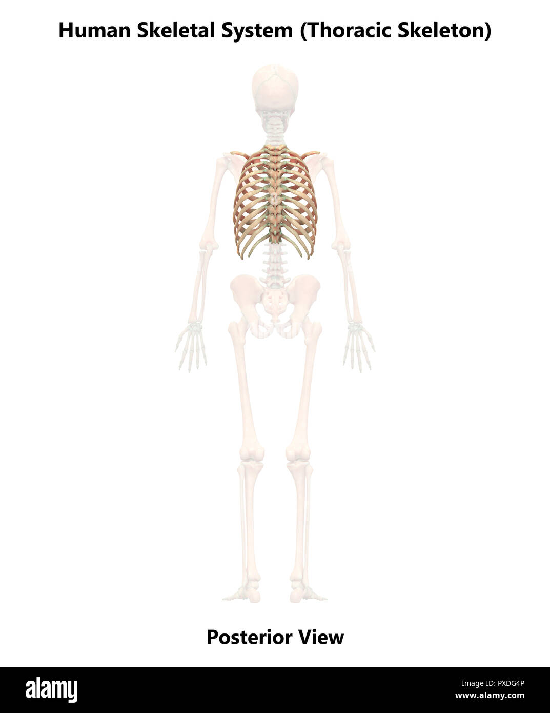 Human Skeleton System Bones Posterior View Anatomy Stock Photo - Alamy