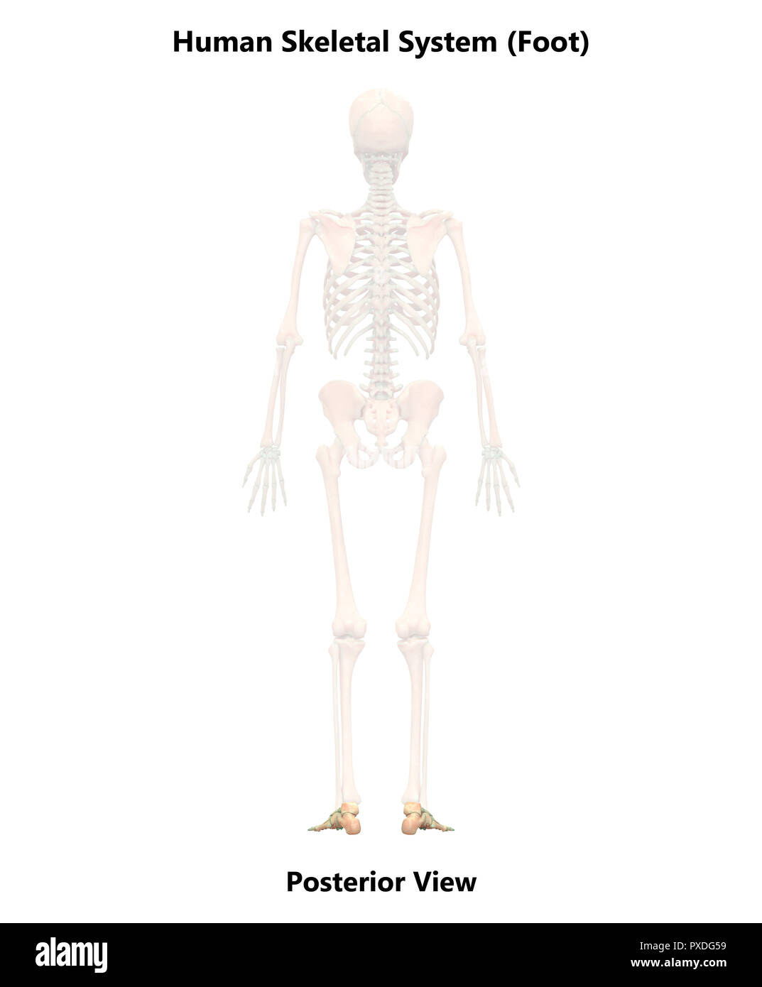 Human Skeleton System Bones Posterior View Anatomy Stock Photo - Alamy