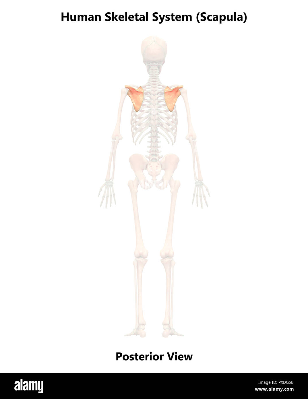 Human Skeleton System Bones Posterior View Anatomy Stock Photo - Alamy