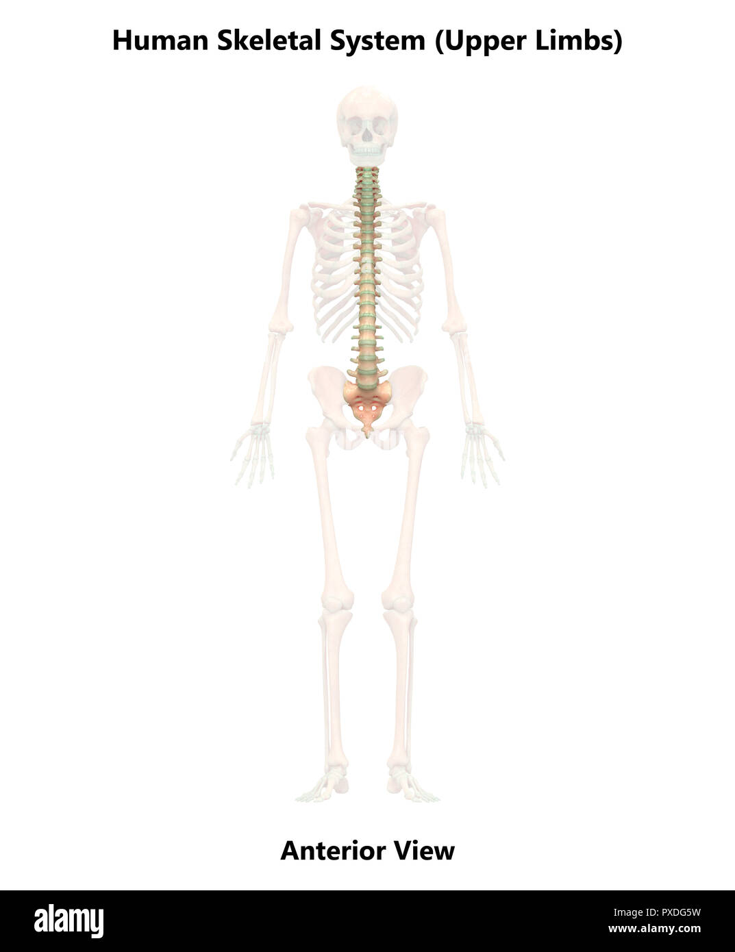 Human Skeleton System Vertebral Column Anatomy Stock Photo - Alamy