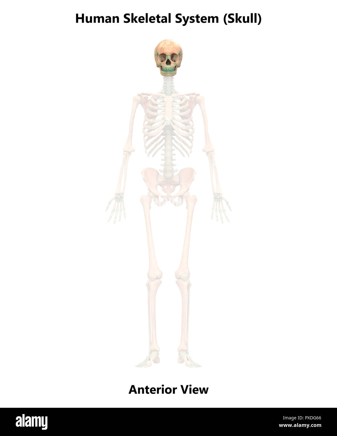 Human Skeleton System Bones Anterior View Anatomy Stock Photo - Alamy