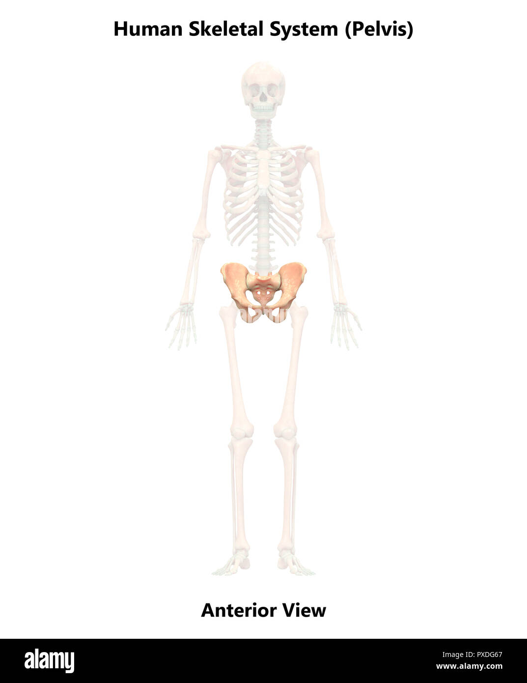 Human Skeleton System Bones Anterior View Anatomy Stock Photo - Alamy