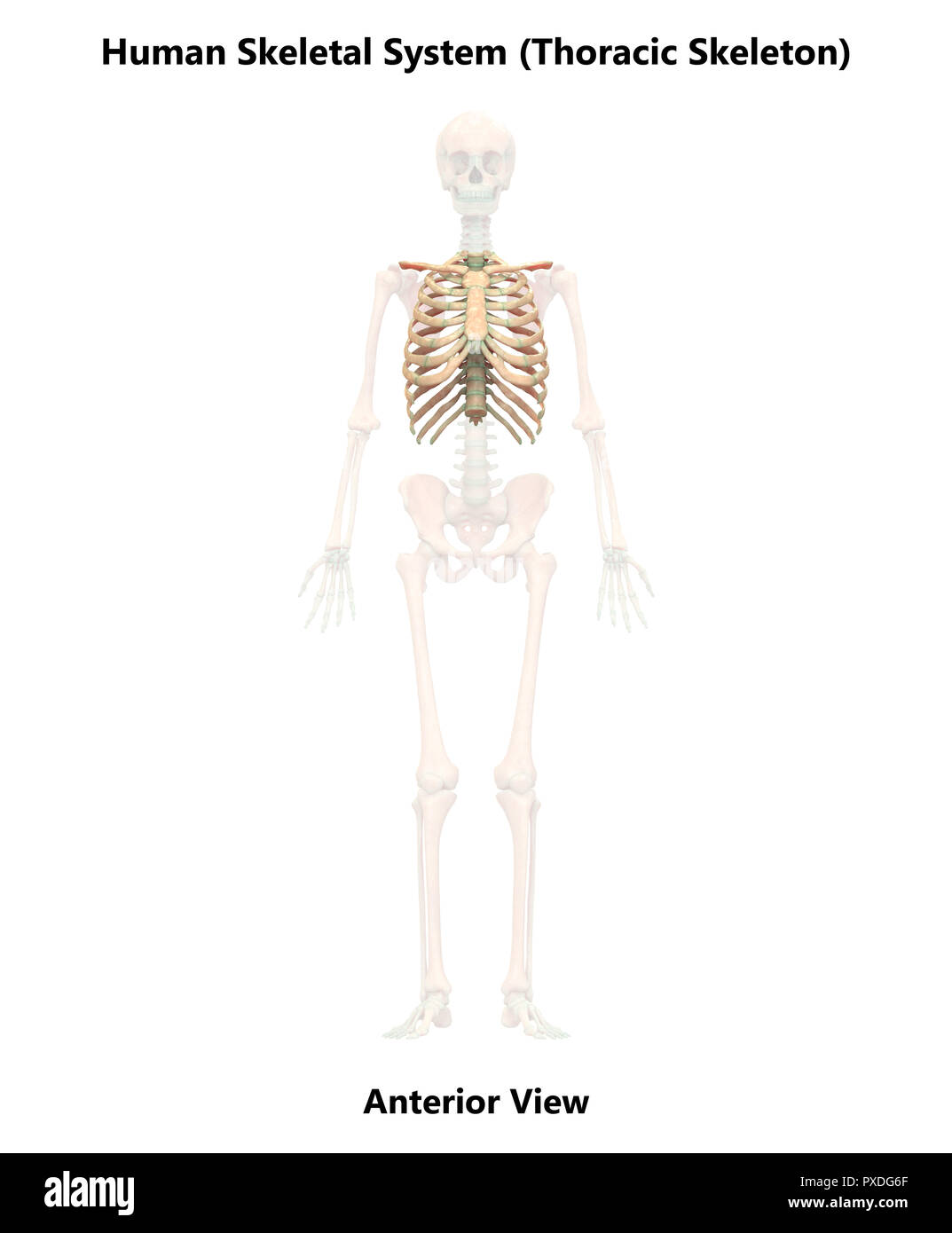 Human Skeleton System Bones Anterior View Anatomy Stock Photo - Alamy