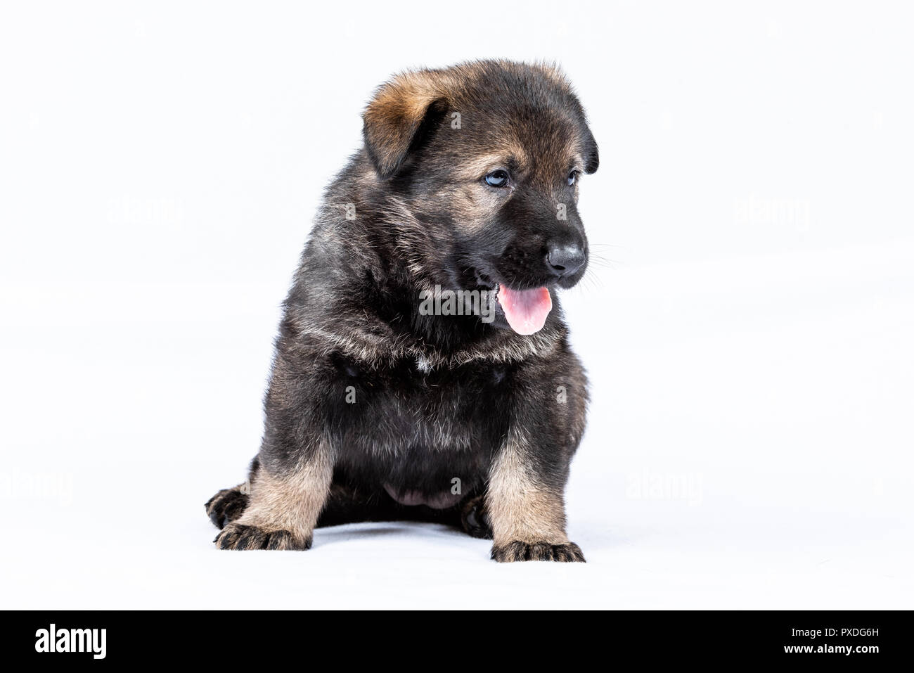 portrait of working line german shepherd puppies Stock Photo - Alamy