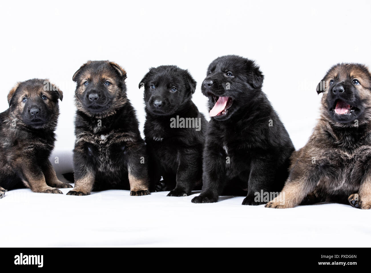 portrait of working line german shepherd puppies Stock Photo - Alamy
