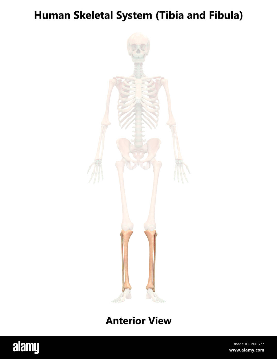 Human Skeleton System Bones Anterior View Anatomy Stock Photo - Alamy