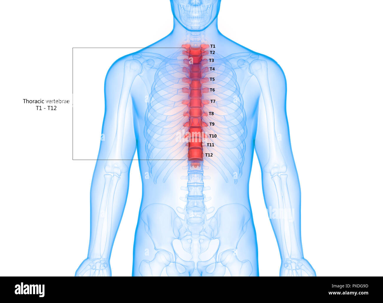 ('x ray' or x ray) spine thoracic hi-res stock photography and images ...