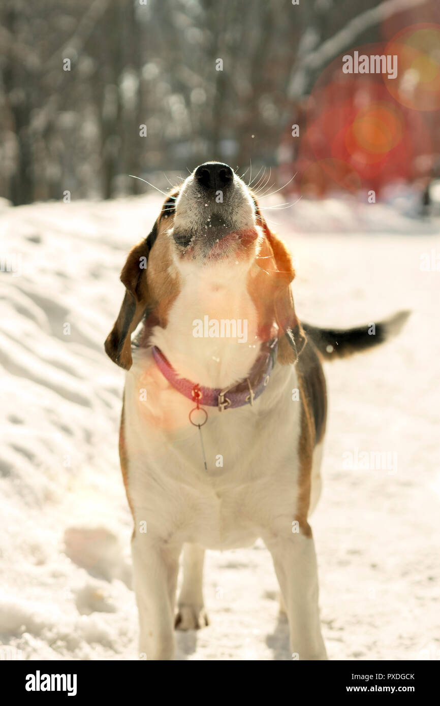 Furiousdog hi-res stock photography and images - Alamy