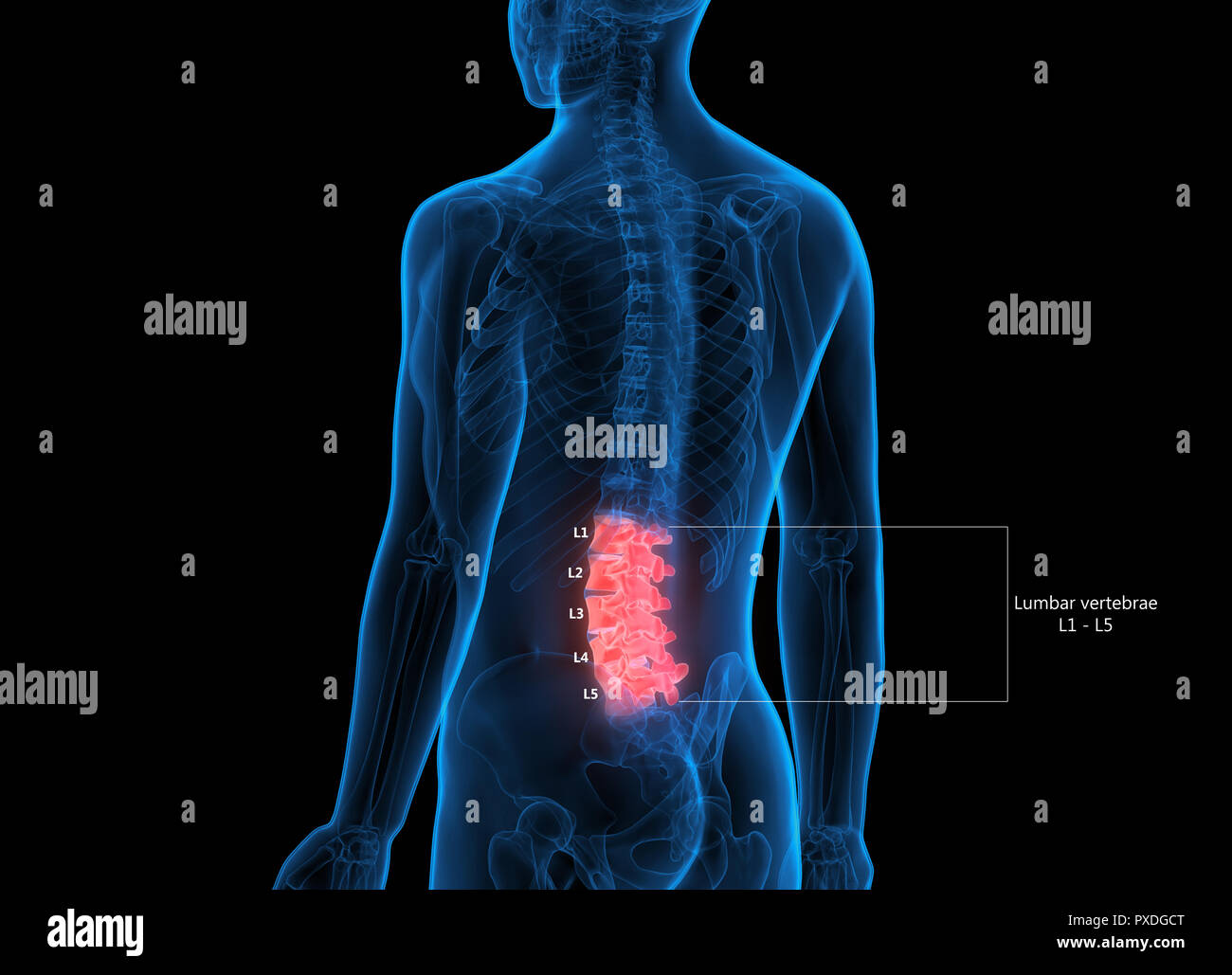 Skeletal System Lumbar Vertebrae