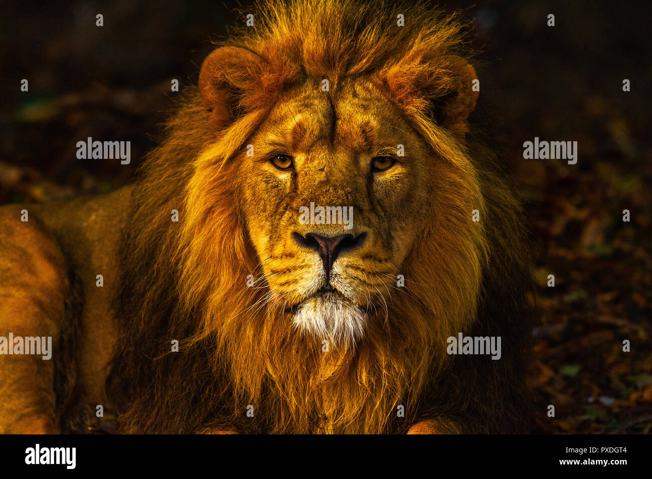 Asiatic lions chester zoo hi-res stock photography and images - Alamy