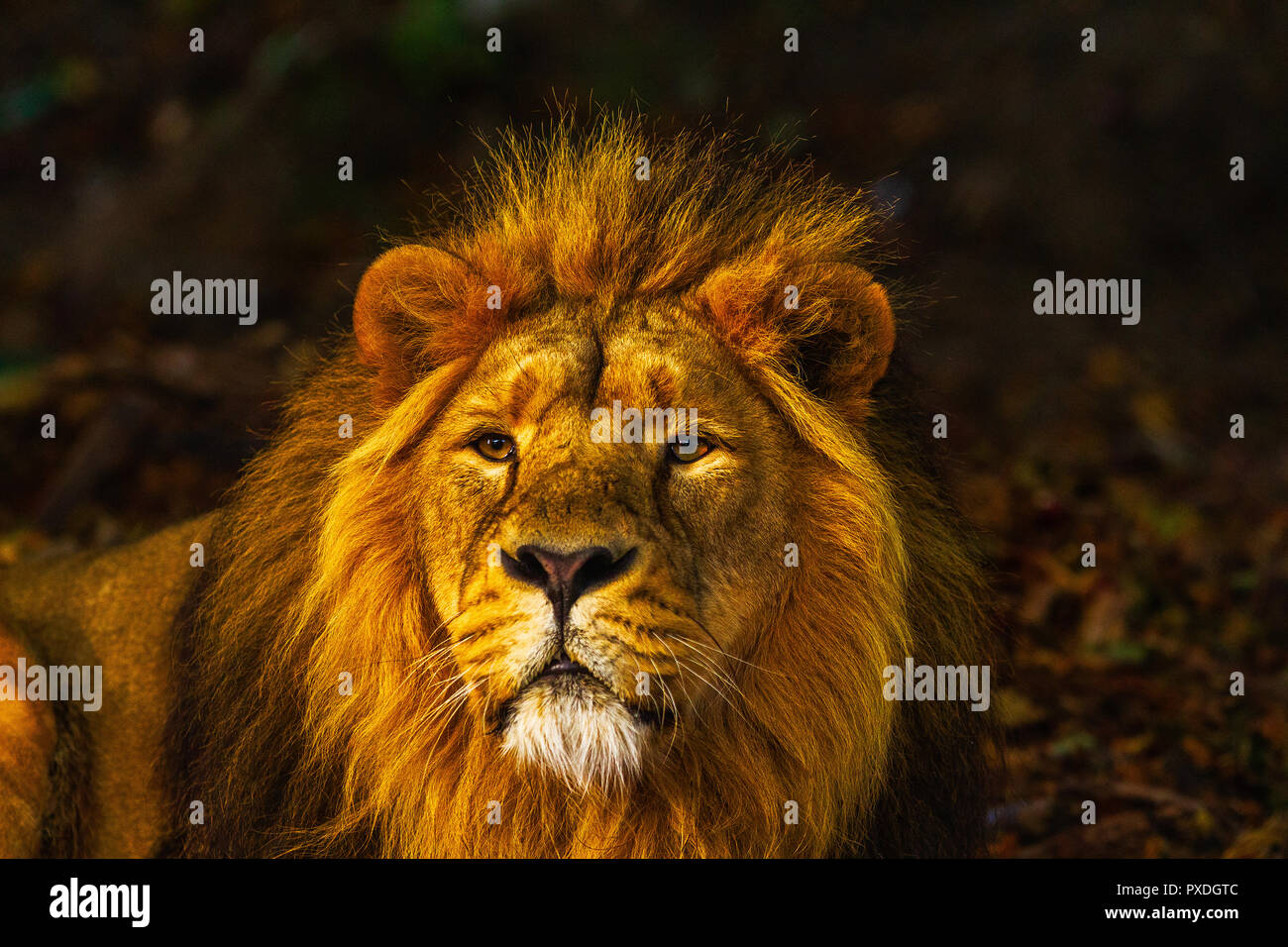 Asiatic lions chester zoo hi-res stock photography and images - Alamy