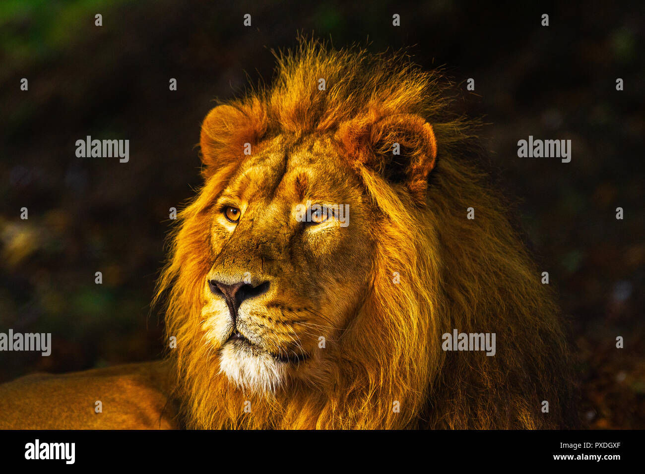 Asiatic lions chester zoo hi-res stock photography and images - Alamy
