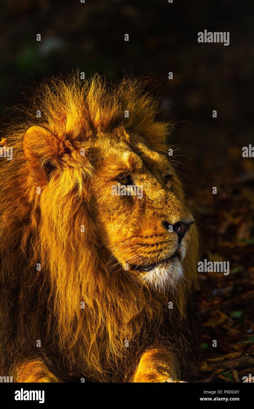Asiatic lions chester zoo hi-res stock photography and images - Alamy