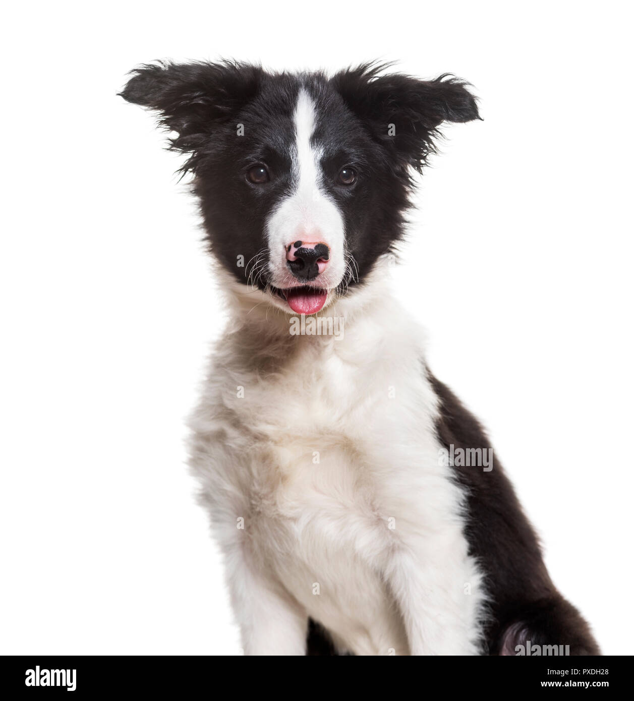 Border Collie dog, 4 months old, sitting against white background Stock ...