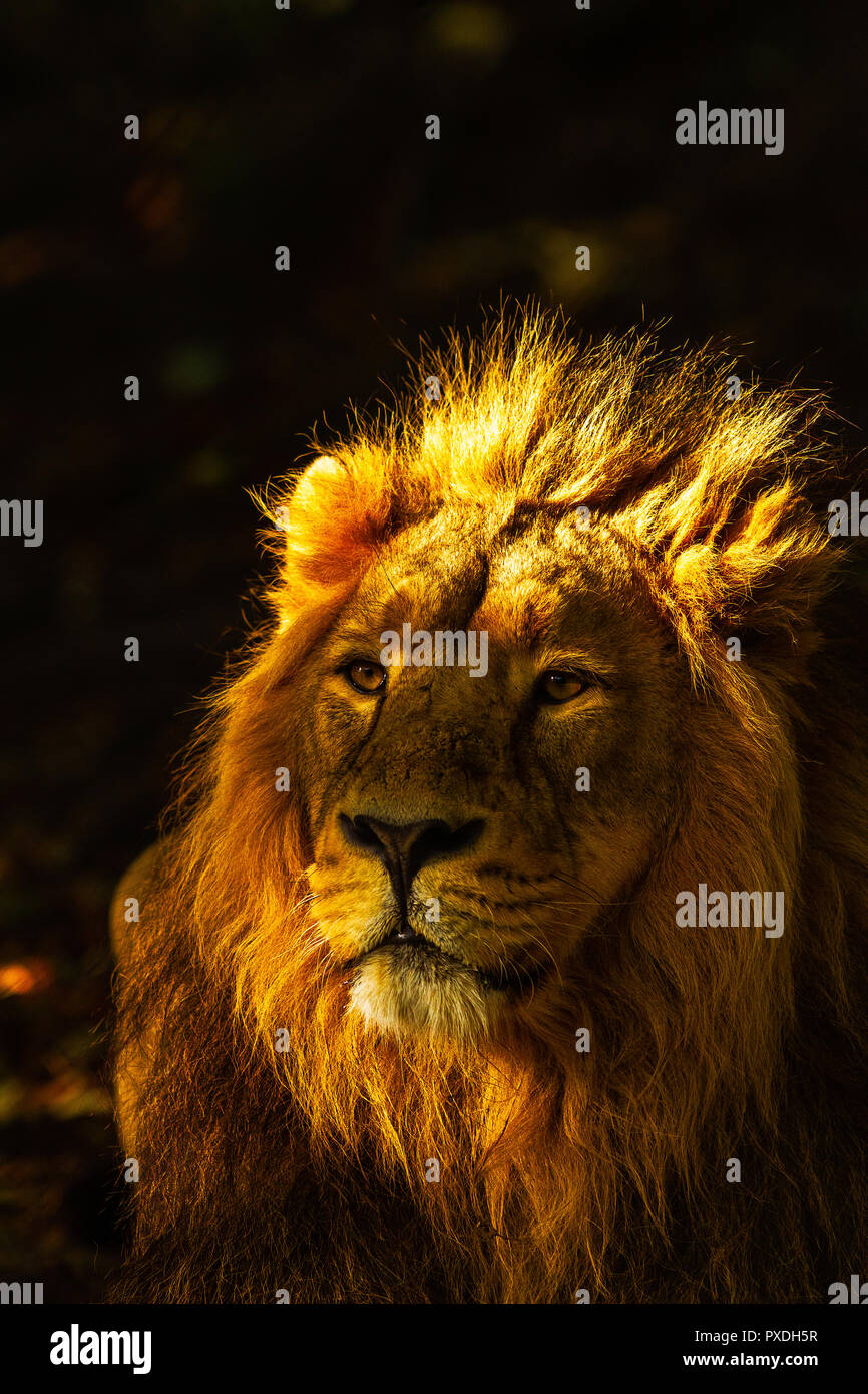 Asiatic lions chester zoo hi-res stock photography and images - Alamy