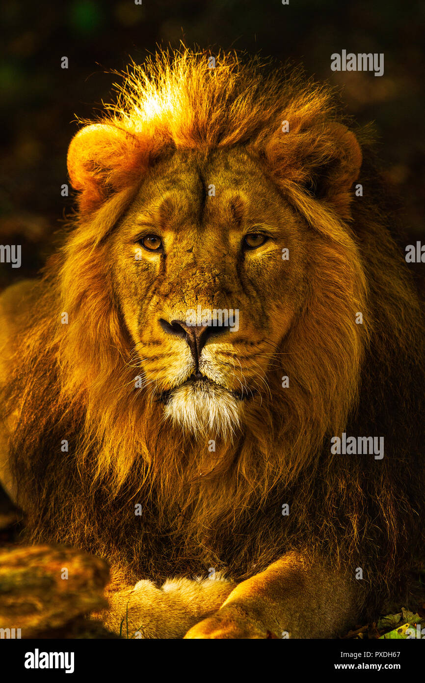 Asiatic lions chester zoo hi-res stock photography and images - Alamy