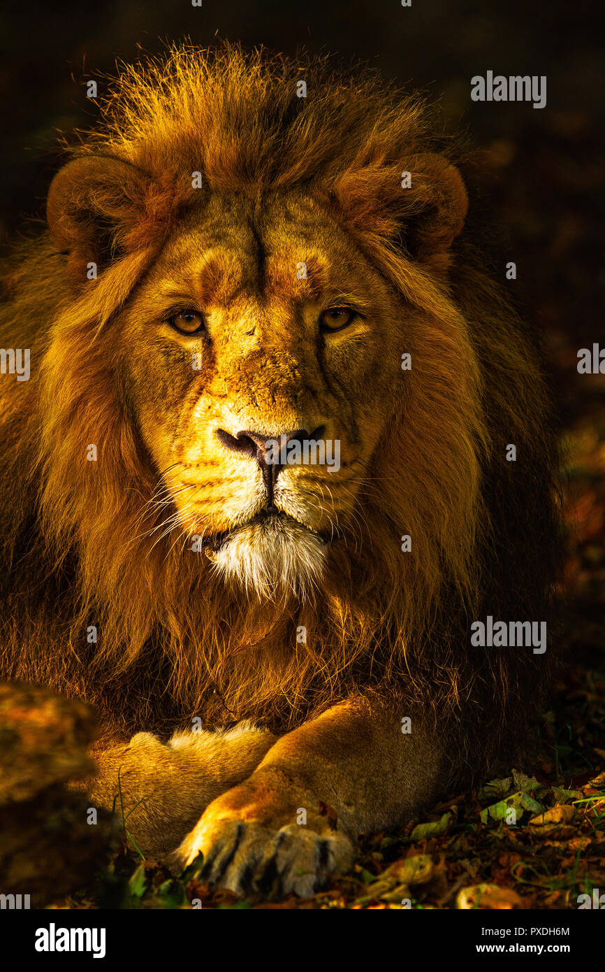 Asiatic lions chester zoo hi-res stock photography and images - Alamy