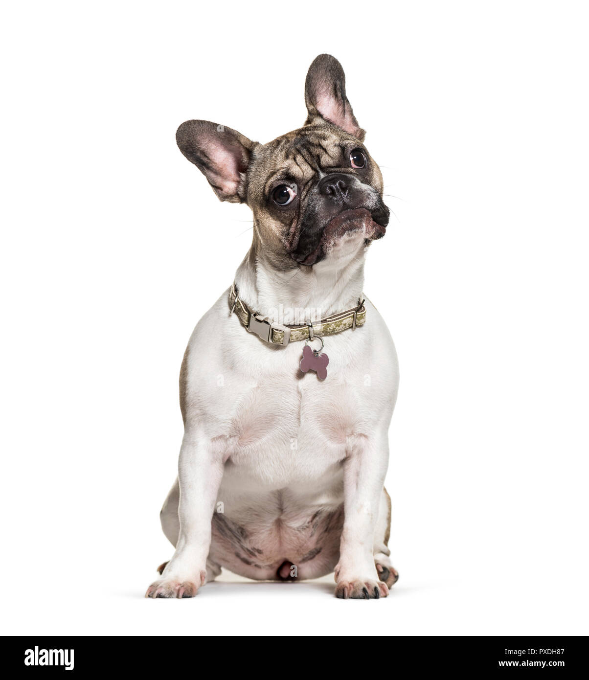 French Bulldog, 6 months old, in front of white background Stock Photo ...