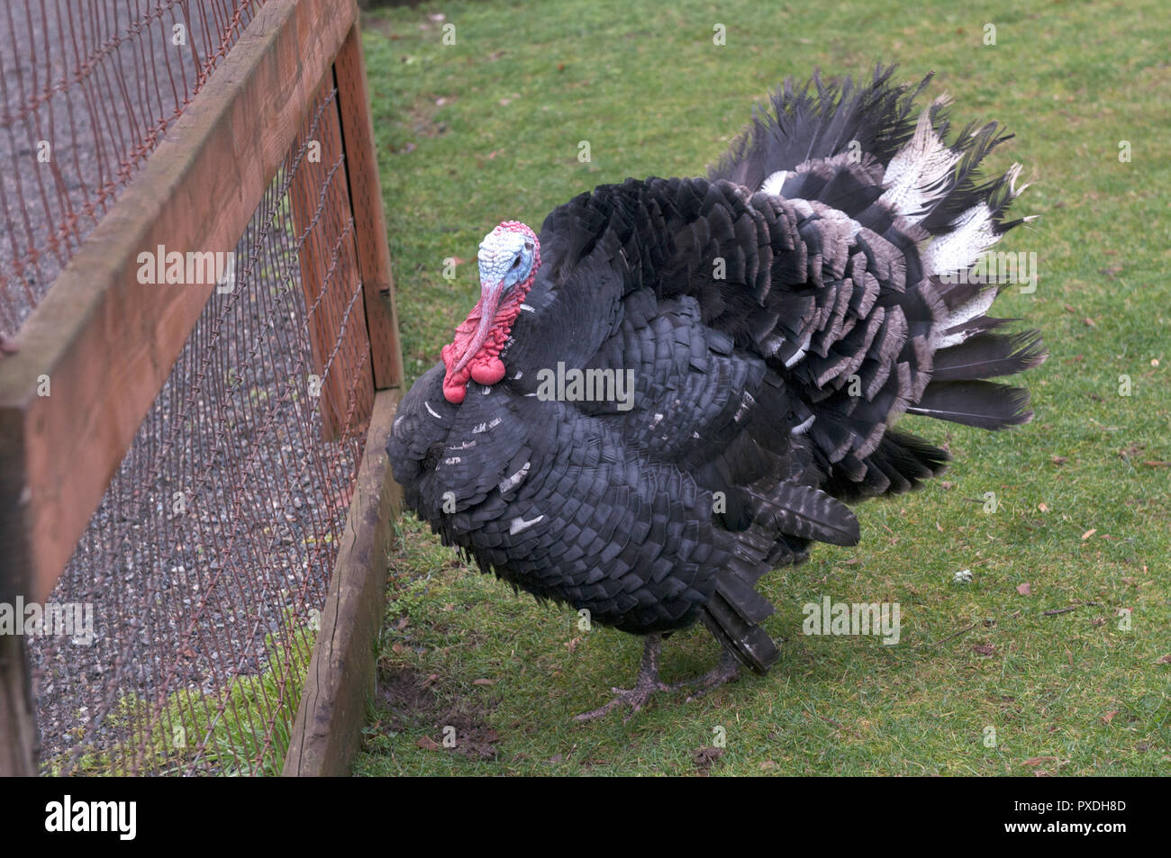 The domestic turkey is one crazy looking big bird Stock Photo - Alamy