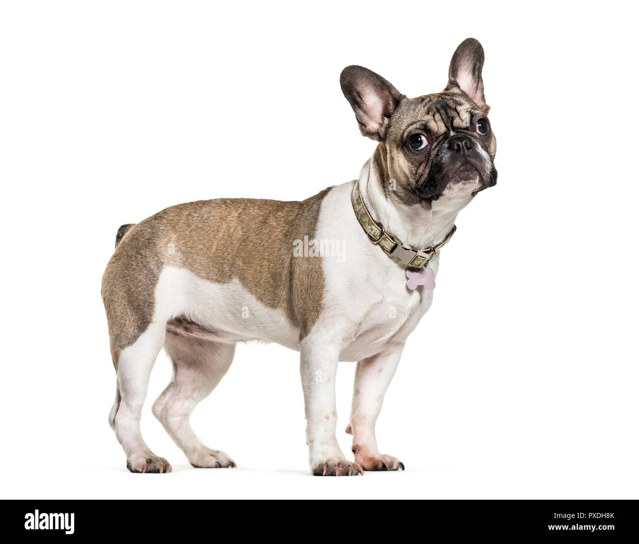 Side view french bulldog in Cut Out Stock Images & Pictures - Alamy