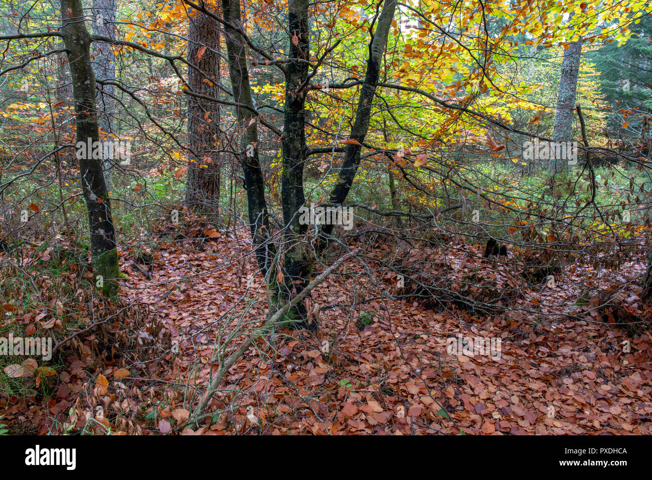 Redesdale, Northumberland on the edge of Kelder Stock Photo - Alamy