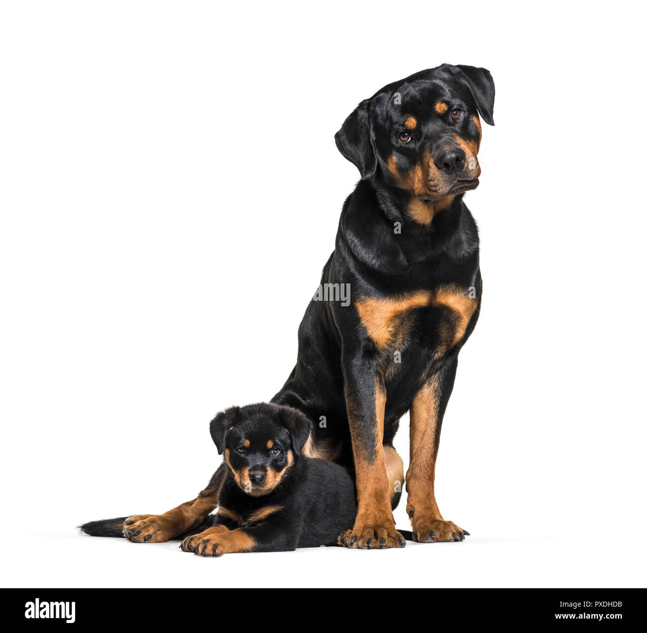 Rottweiler, 18 months old and 3 months old, in front of white ...