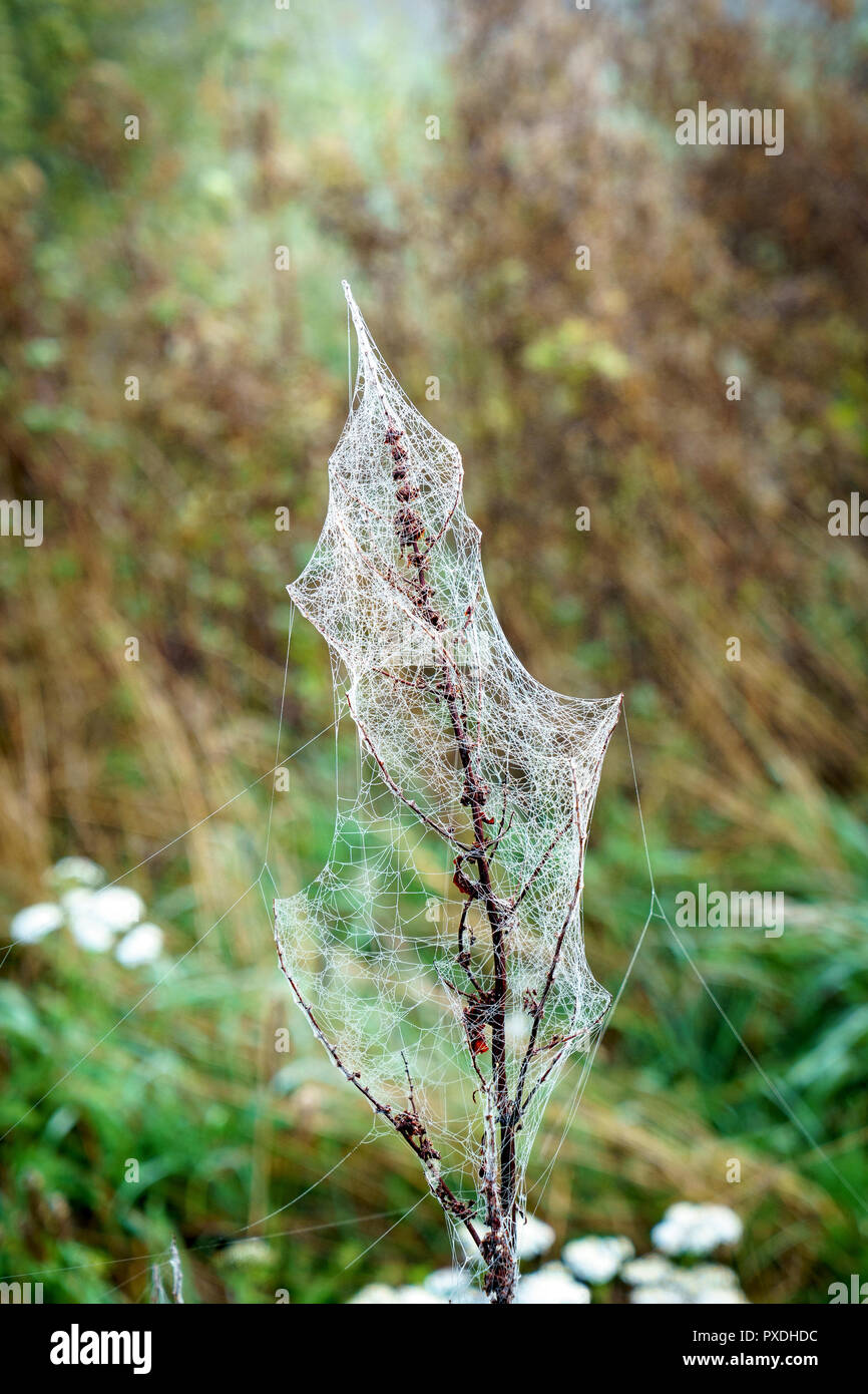 Dead insect cocoon hi-res stock photography and images - Alamy