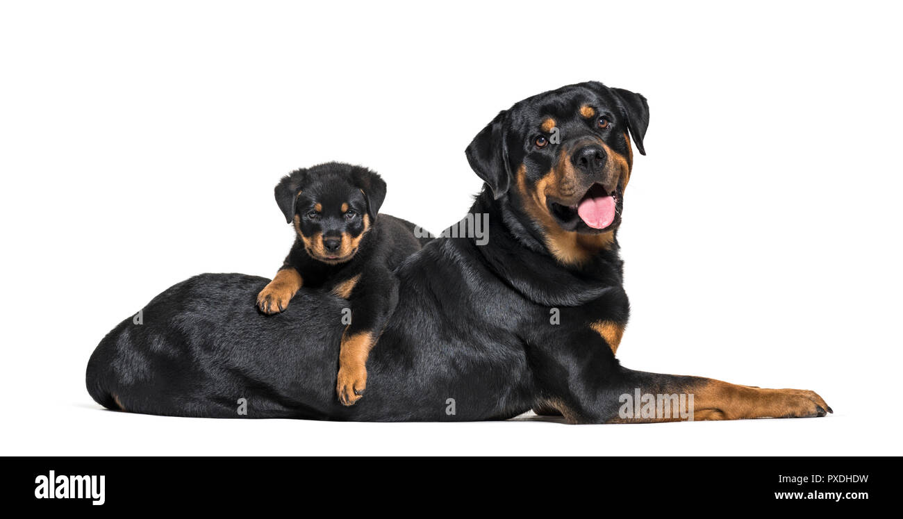 Rottweiler, 18 months old and 3 months old, in front of white ...