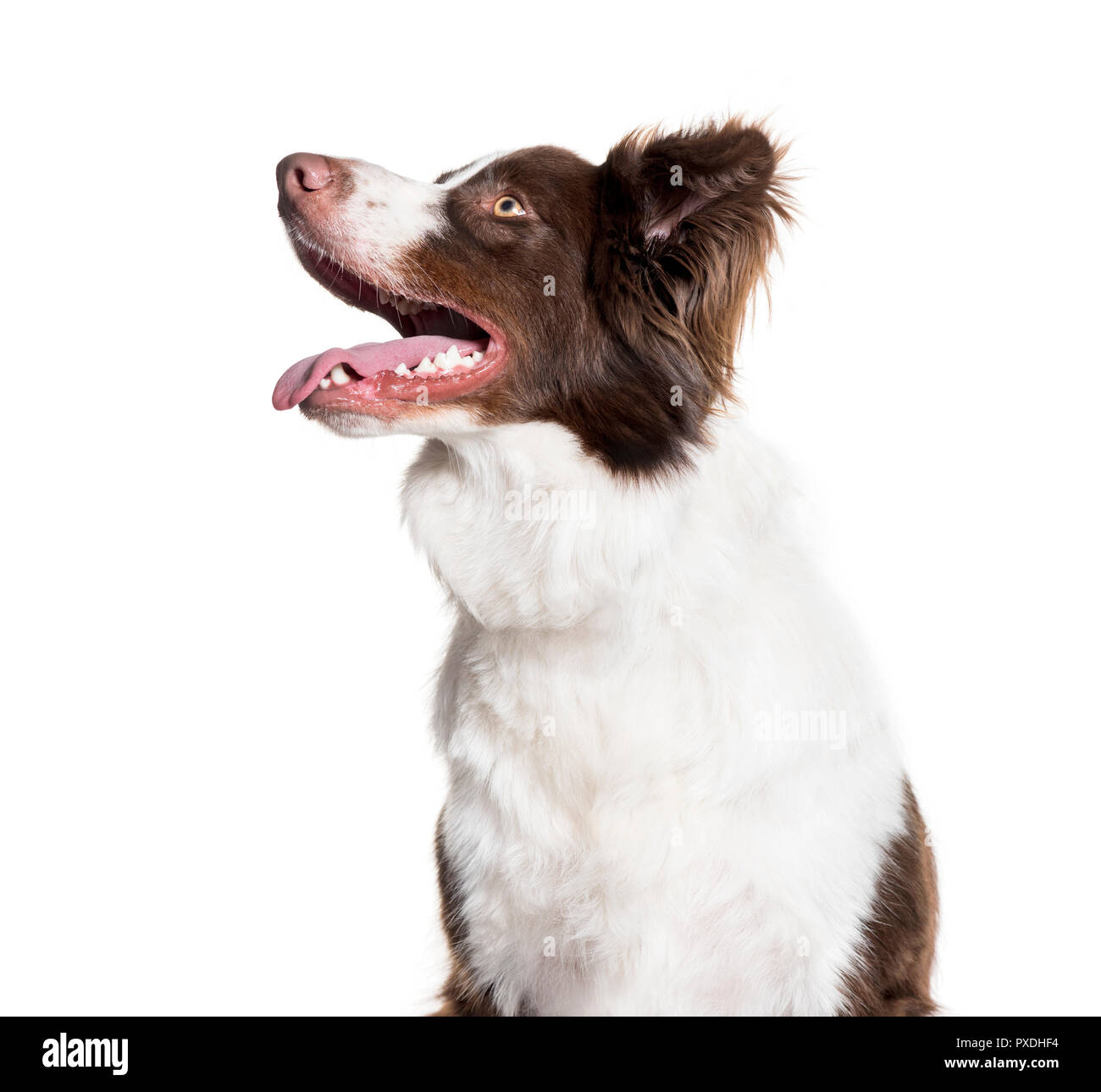 Border Collie, 1 year old, panting, in front of white background Stock ...