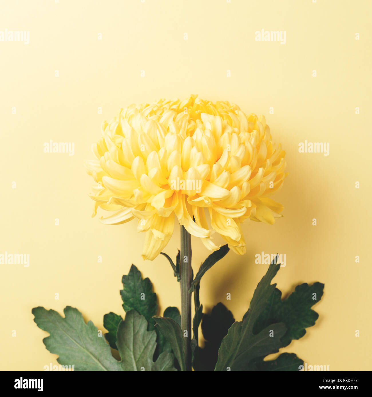 Yellow chrysanthemum flower on yellow background. Symbol of power ...