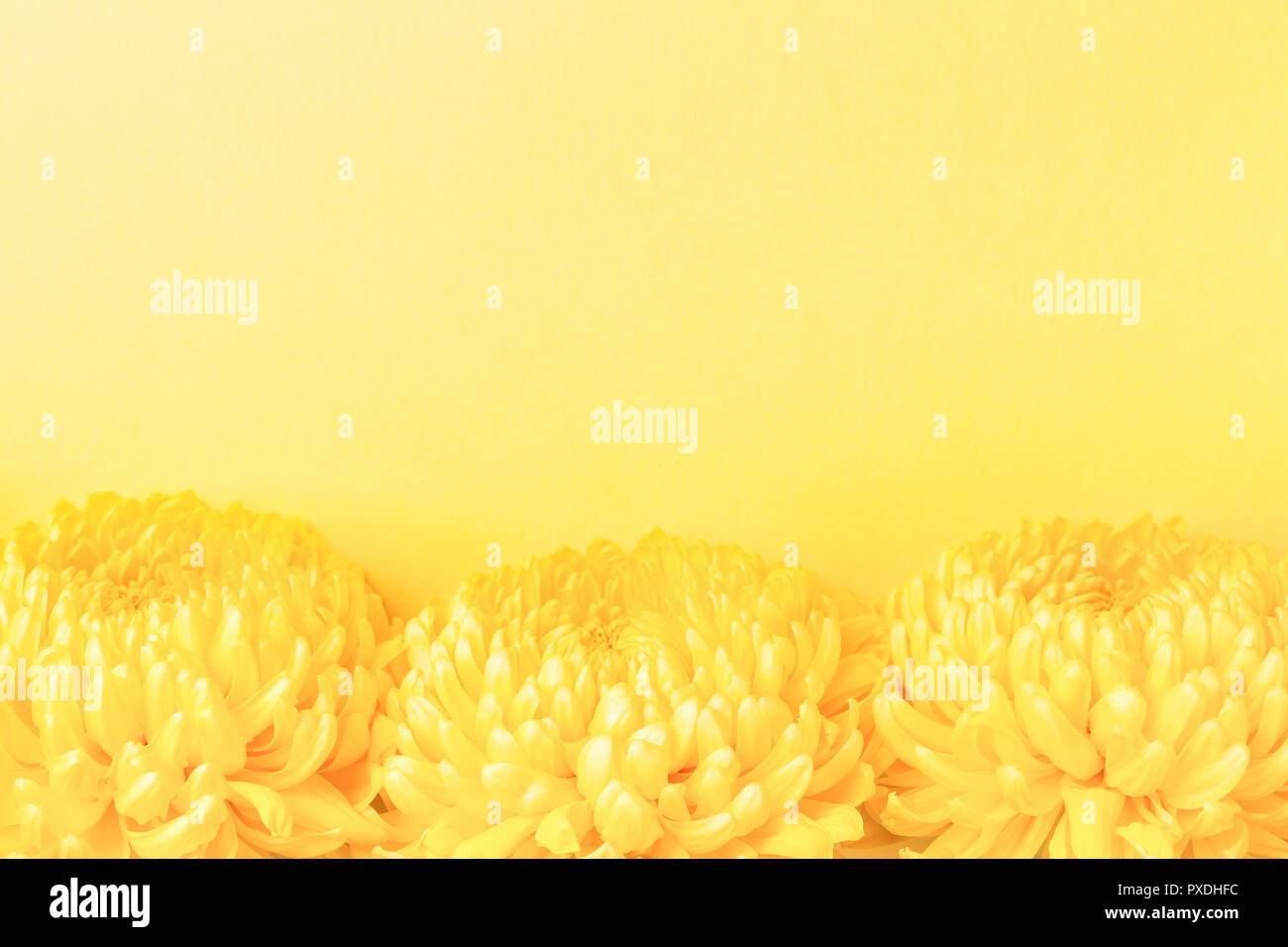 Chrysanthemum border hi-res stock photography and images - Alamy