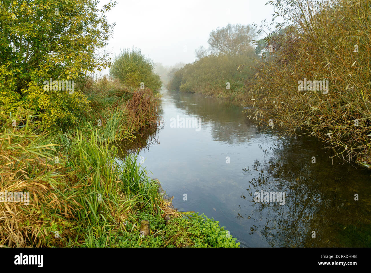 River Avon in Salisbury Wiltshire UK on a misty morning Stock Photo - Alamy