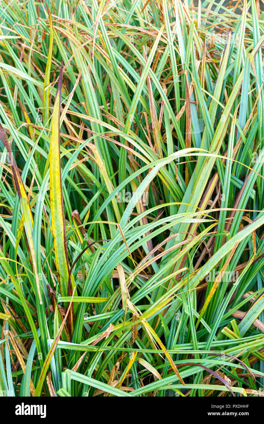 Reed blades hi-res stock photography and images - Alamy