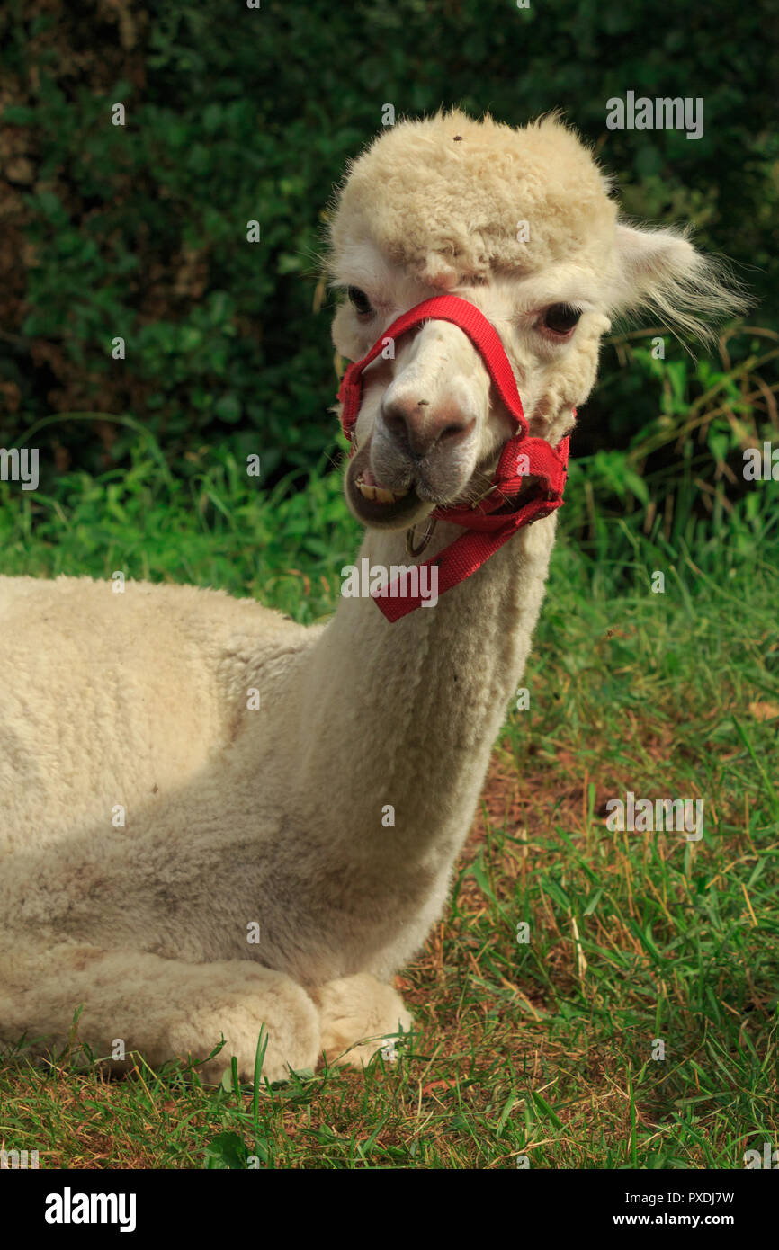 Funny face alpaca hi-res stock photography and images - Alamy