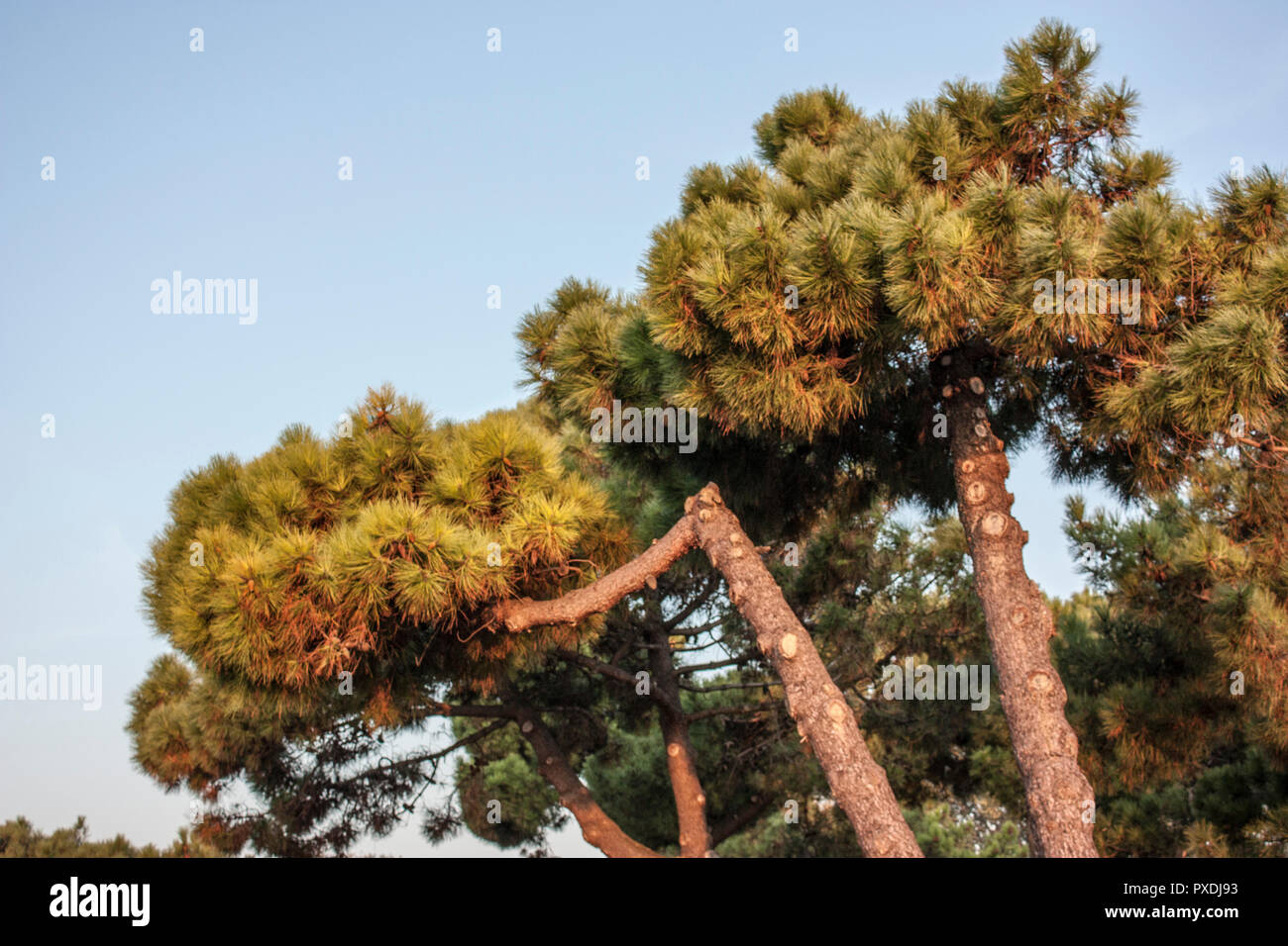 Sea pine pines: typical Po Delta vegetation in Italy Stock Photo - Alamy