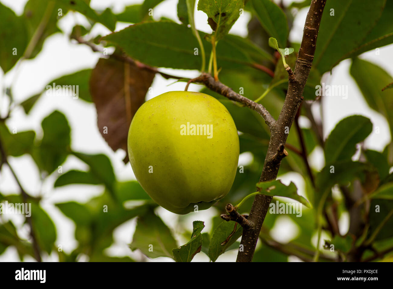 Apple hanging from tree hi-res stock photography and images - Alamy