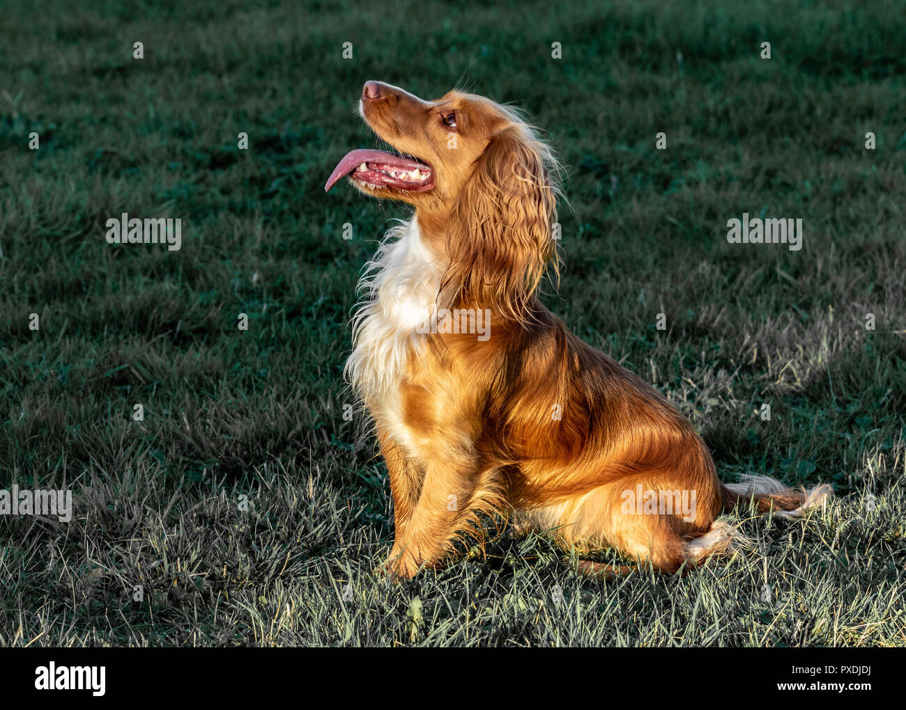Novice trail hi-res stock photography and images - Alamy