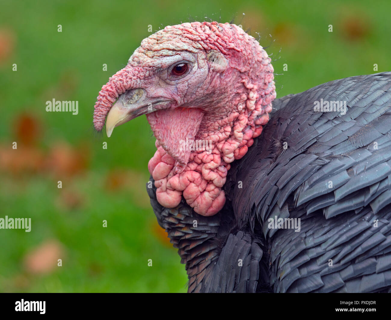 Norfolk Black Turkey Portrait Stock Photo - Alamy