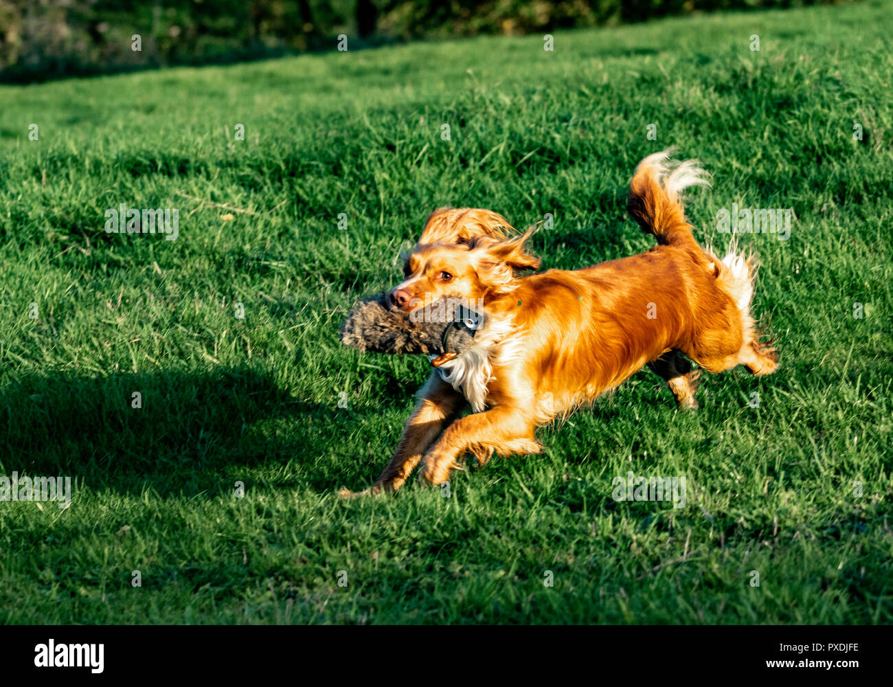 Golden Spaniel Hi res Stock Photography And Images Alamy Golden Spaniel Hi res Stock Photography And Images Alamy
