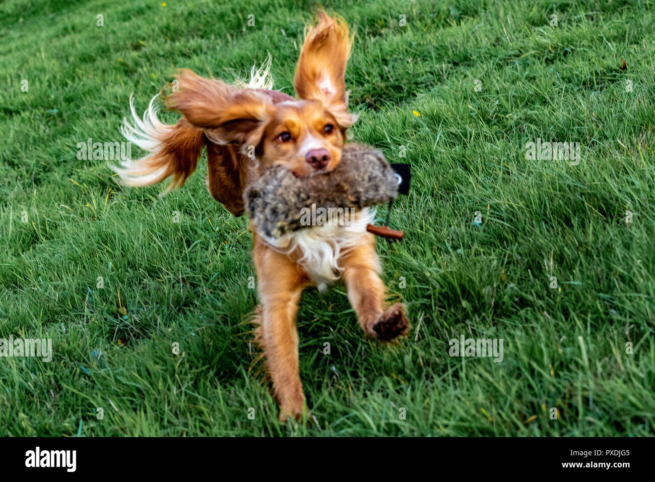 Novice trail hi-res stock photography and images - Alamy