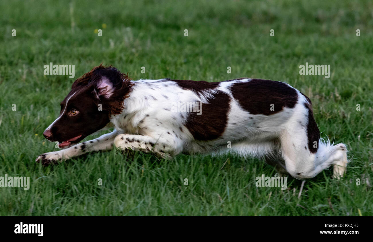 Gundog training with Working English Springer Spaniels Stock Photo - Alamy