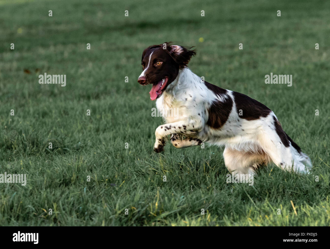 English springer spaniel with dummy hi-res stock photography and images ...