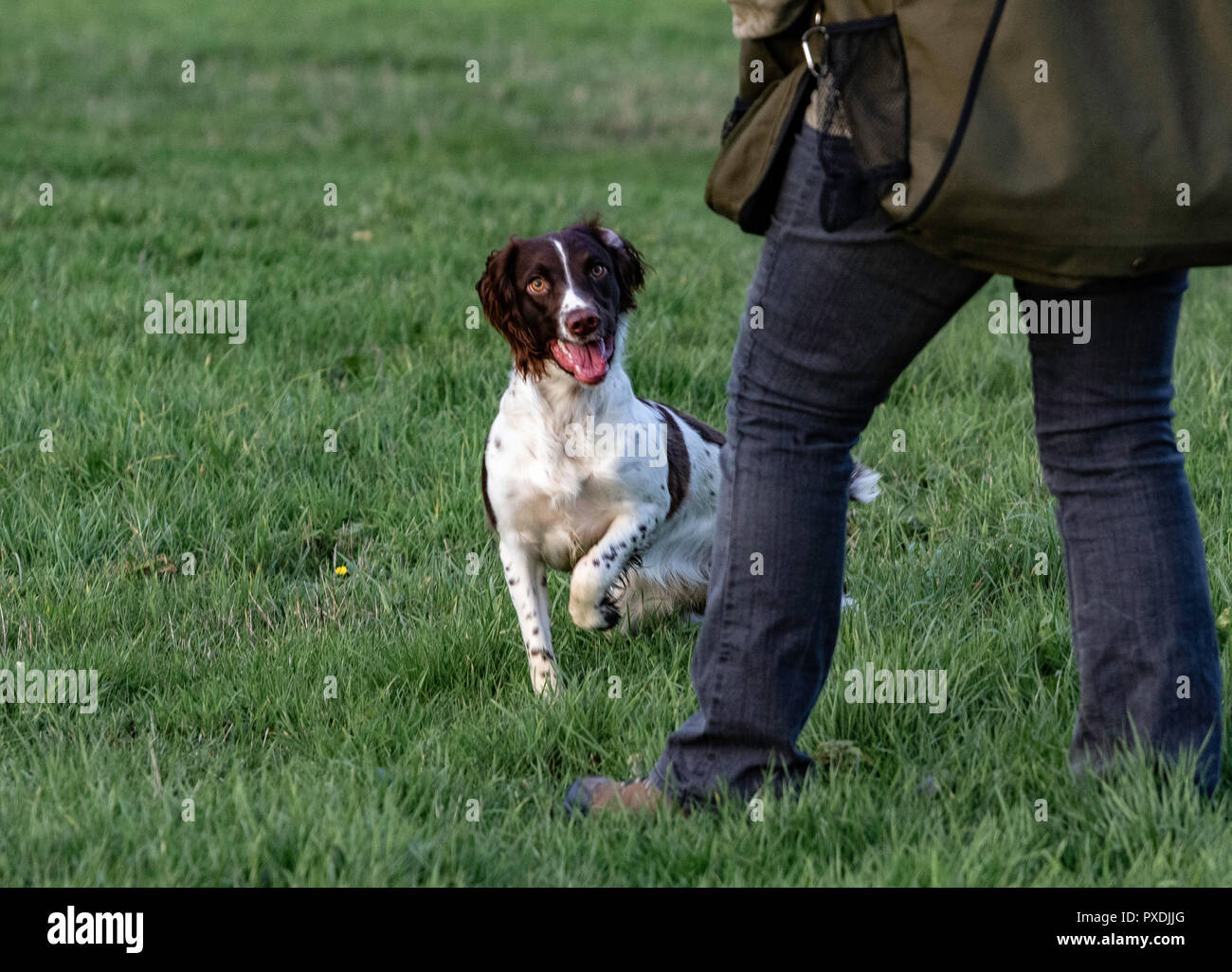 English springer spaniel with dummy hi-res stock photography and images ...