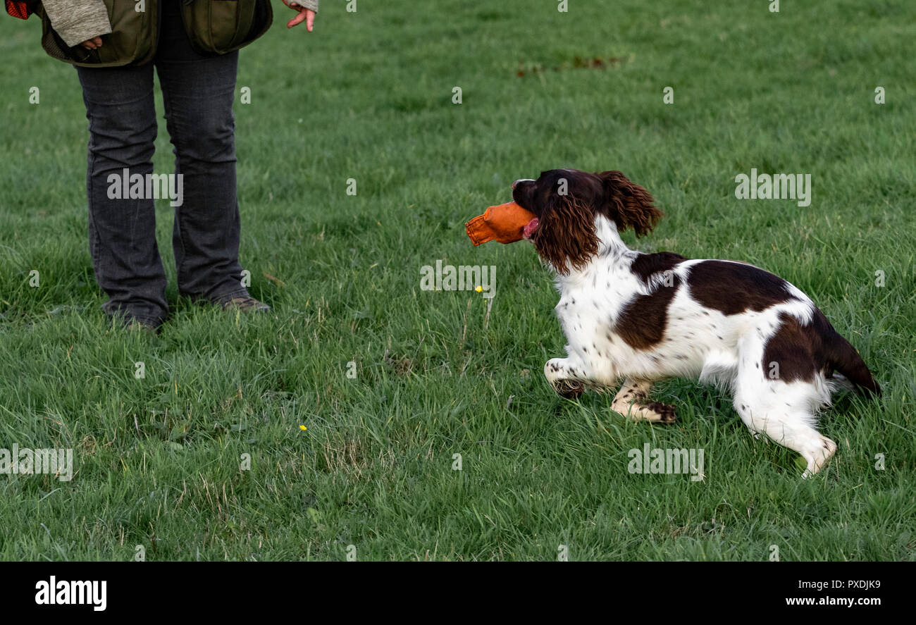Springer spaniels pheasant hi-res stock photography and images - Alamy