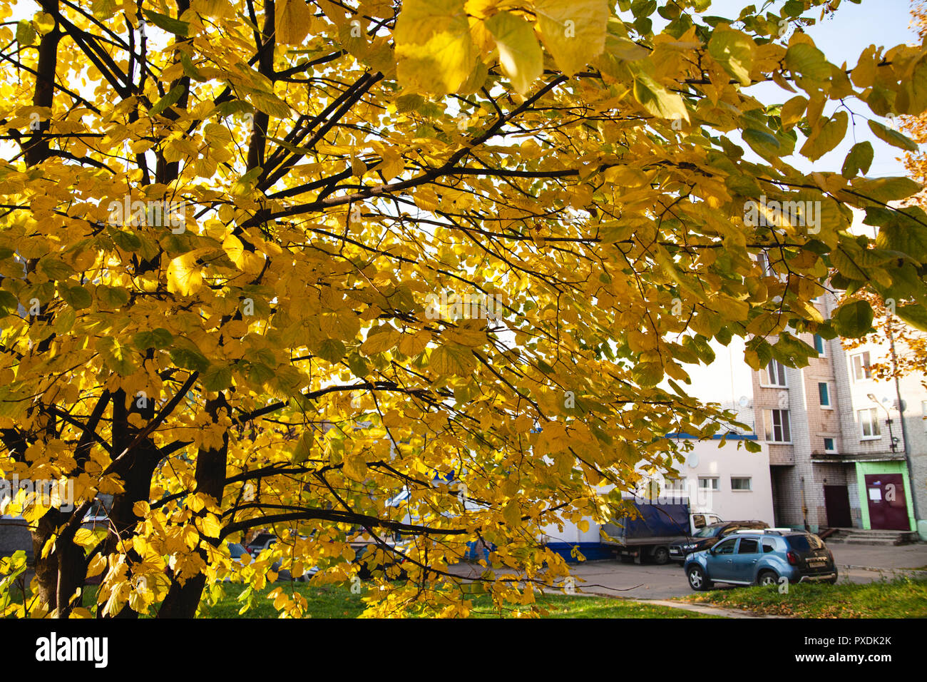 the photo shows the trees in the autumn with yellow leaves and fallen ...