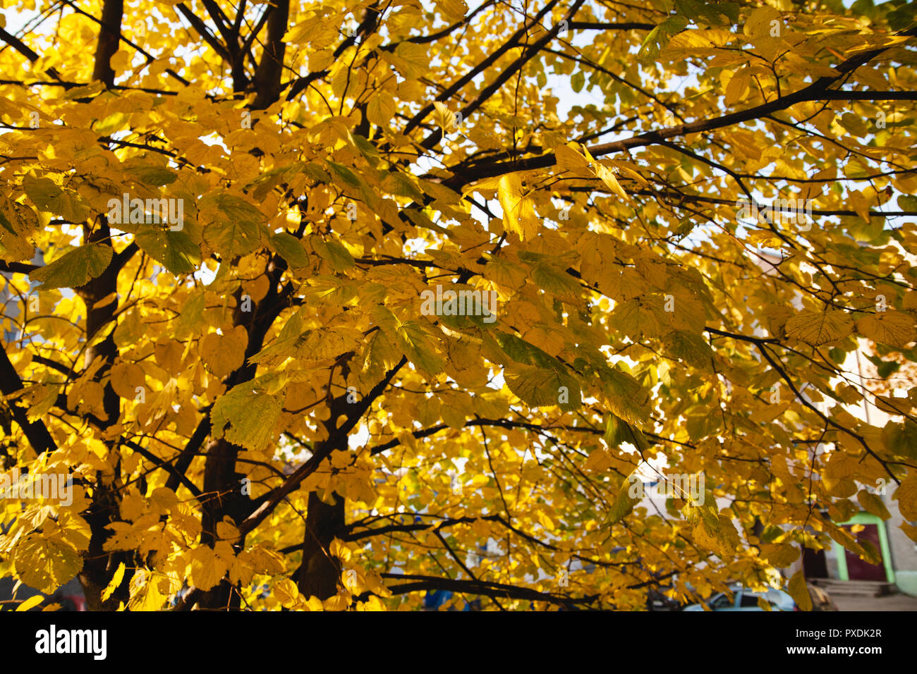 the photo shows the trees in the autumn with yellow leaves and fallen ...