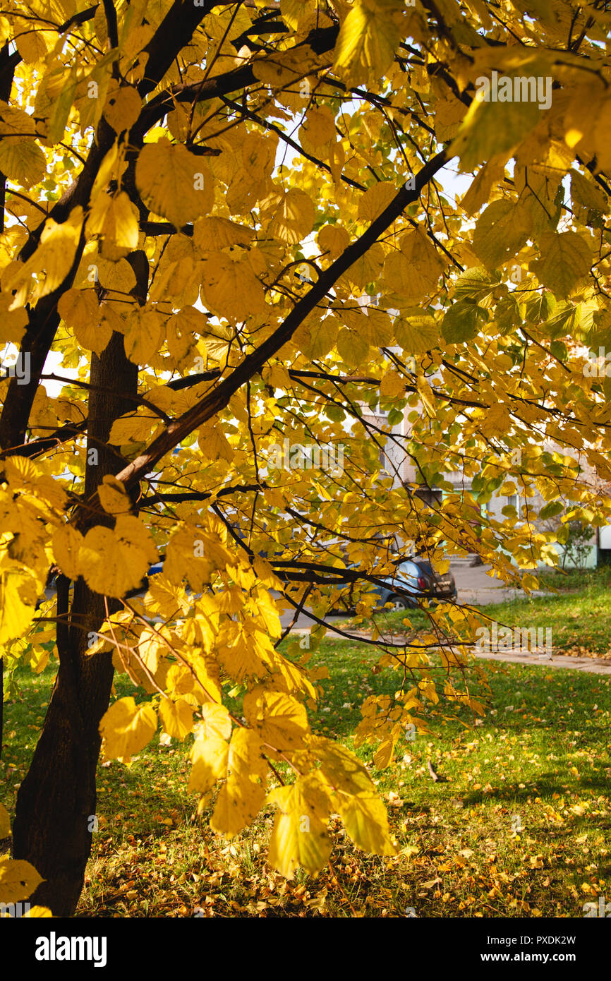 the photo shows the trees in the autumn with yellow leaves and fallen ...