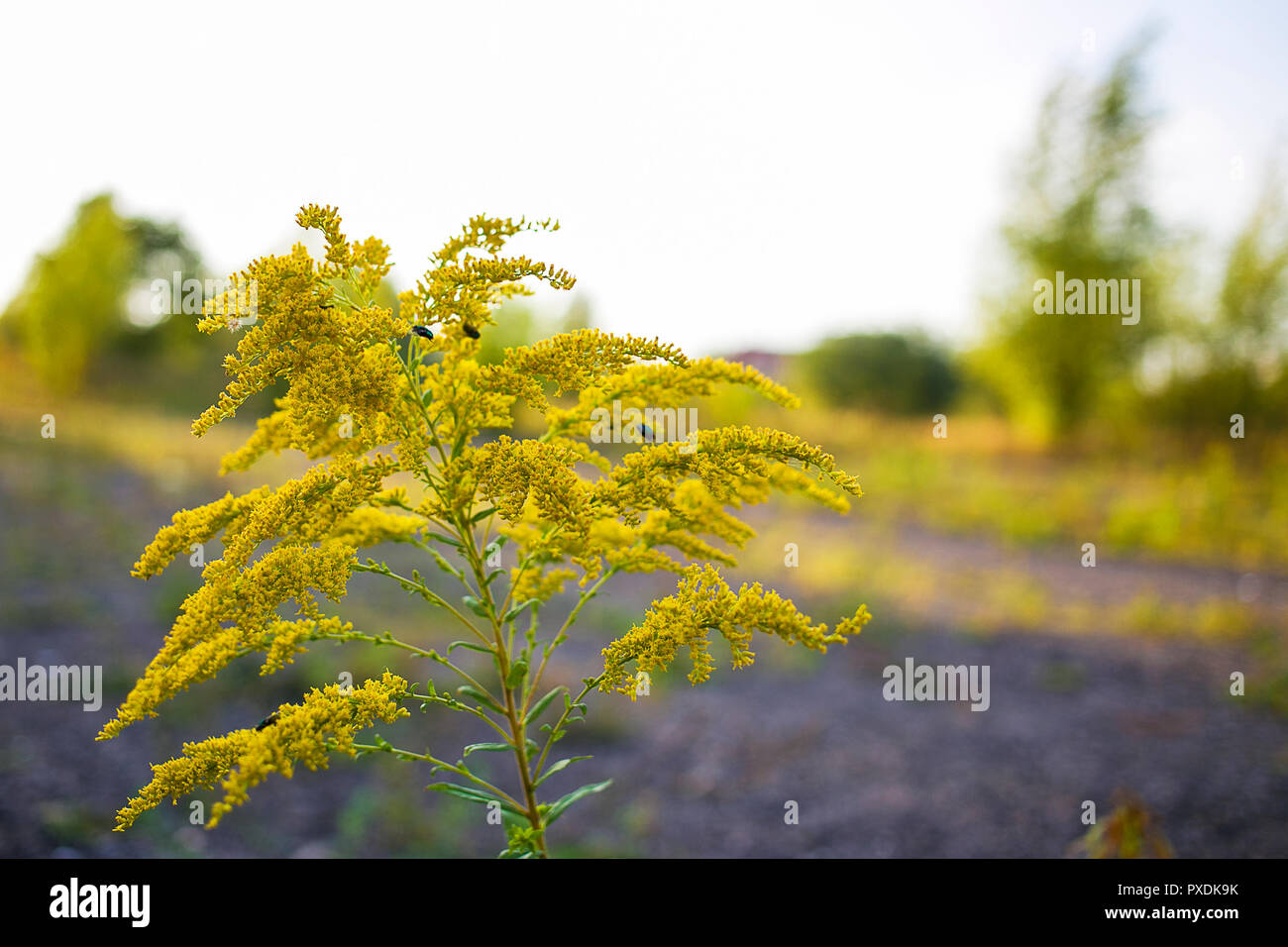 Giant goldenrod solidago gigantea hi-res stock photography and images ...