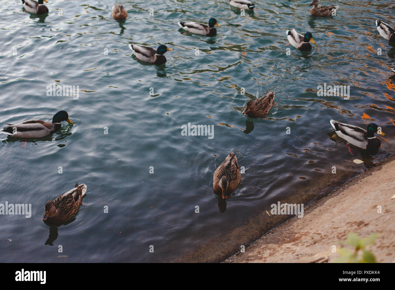 ducks, a lot of ducks on land and in water Stock Photo - Alamy