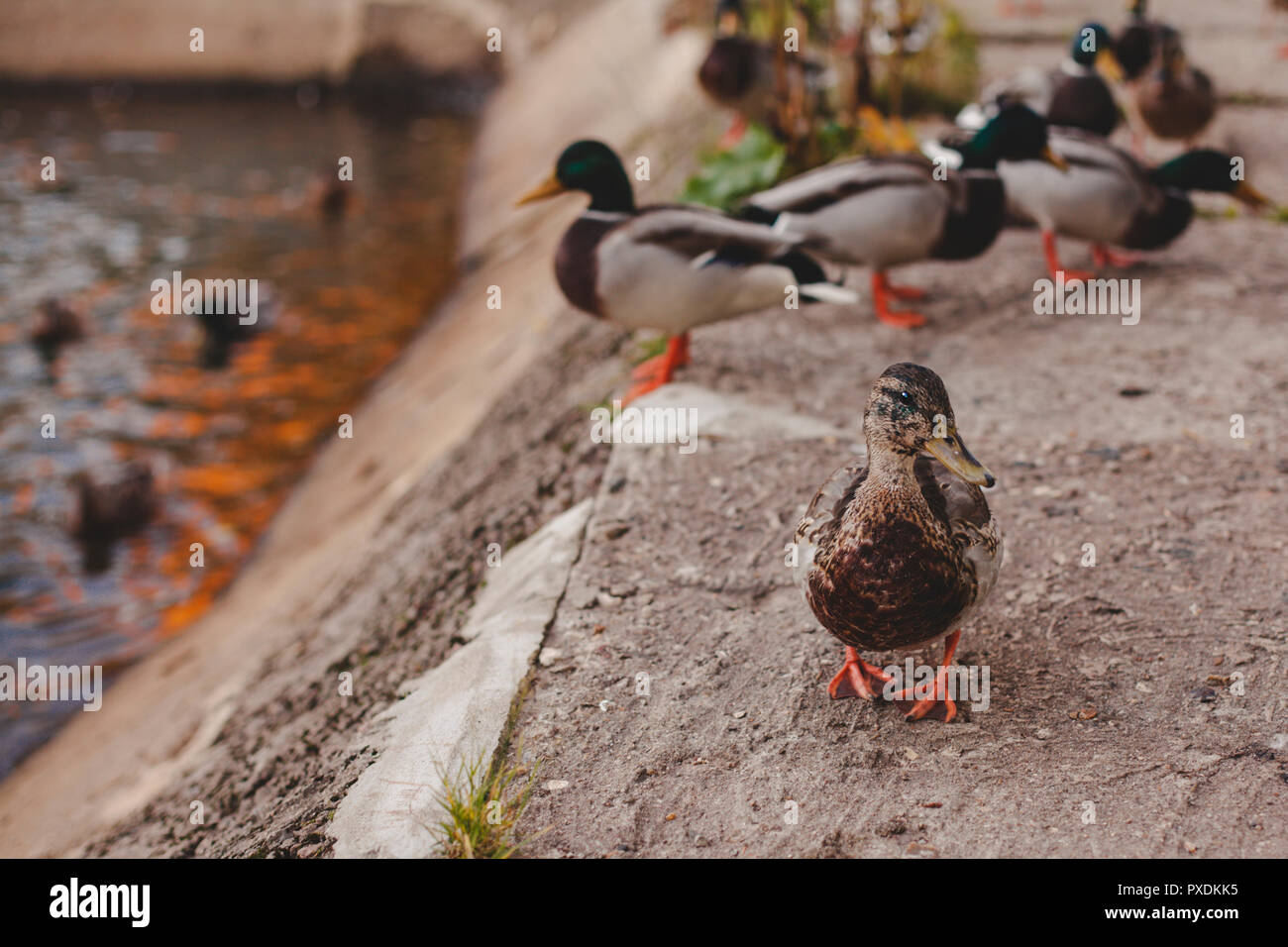 Three beautiful male mallard ducks hi-res stock photography and images ...